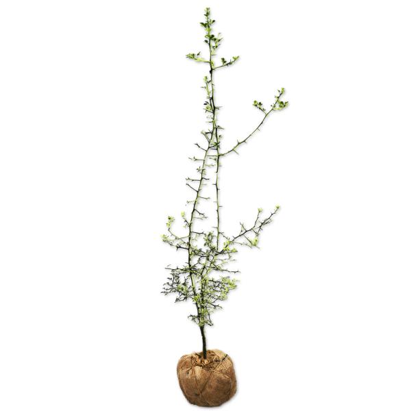 【カラタチ】(枸橘、枳殻) 読み：からたち 学名：Poncirus trifoliata ミカン科カラタチ属 落葉低木 別名：キコク  【名前の由来】 カラタチバナを略したことから。  【商品情報】カラタチは3mになる落葉低木です。中国が原...