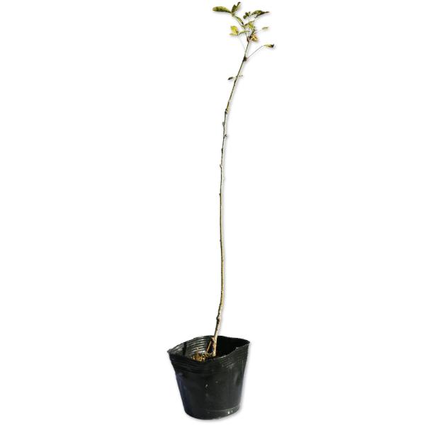 【キングサリ】(金鎖) 読み：きんぐさり 学名：Laburnum anagyroides マメ科キングサリ属 落葉小高木 別名：キバナフジ、ゴールデンチェーン  【商品情報】キングサリは10mになる落葉小高木です。ヨーロッパ中南部が原産です...