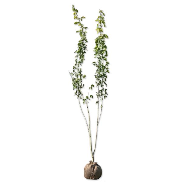 【キングサリ】(金鎖) 読み：きんぐさり 学名：Laburnum anagyroides マメ科キングサリ属 落葉小高木 別名：キバナフジ、ゴールデンチェーン  【商品情報】キングサリは10mになる落葉小高木です。ヨーロッパ中南部が原産です...