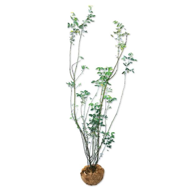 【キングサリ】(金鎖) 読み：きんぐさり 学名：Laburnum anagyroides マメ科キングサリ属 落葉小高木 別名：キバナフジ、ゴールデンチェーン  【商品情報】キングサリは10mになる落葉小高木です。ヨーロッパ中南部が原産です...