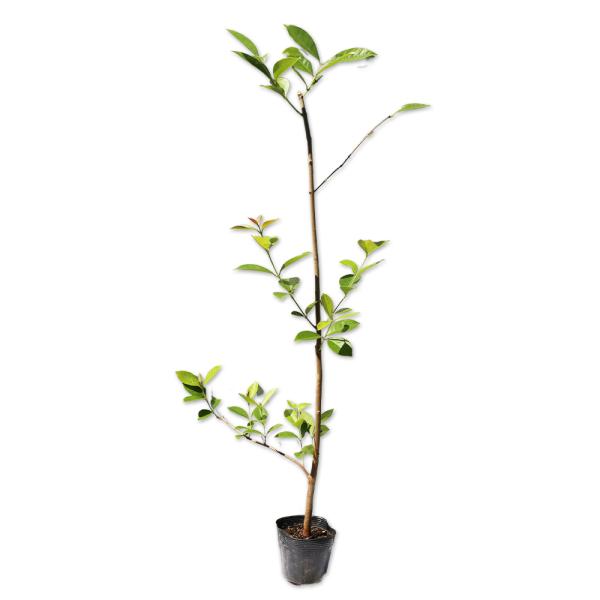 【キミノバンジロウ】(黄蕃石榴) 読み：きみのばんじろう 学名：Psidium littorale var. lucidum フトトモ科バンジロウ属 常緑低木 別名：グアバ  【名前の由来】 沖縄でバンシルーと言われたことから転訛して  【...