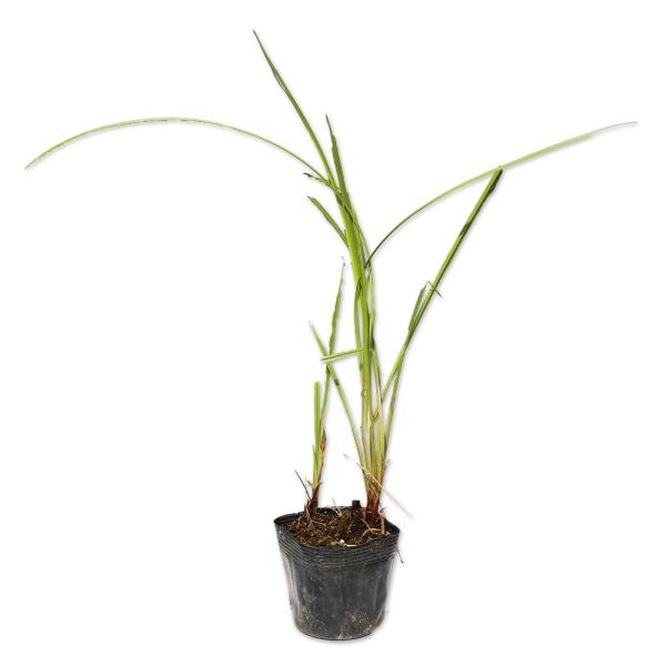 【カサスゲ】(笠菅) 読み：かさすげ 学名：Carex dispalata カヤツリグサ科スゲ属 多年草 別名：ミノスゲ  【名前の由来】 笠の原料になることから  【商品情報】 カサスゲは1mになる多年草です。北海道から九州まで自生してい...