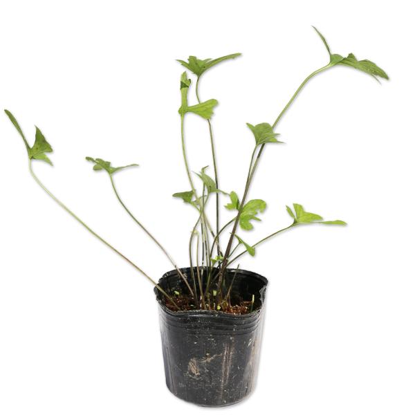 【キクバスミレ】(菊葉菫) 読み：きくばすみれ 学名：Viola palmata L. スミレ科スミレ属 多年草 別名：クワガタスミレ  【名前の由来】 キクの葉に似ていることから  【商品情報】スミレは0.2mになる多年草です。東アジアの...