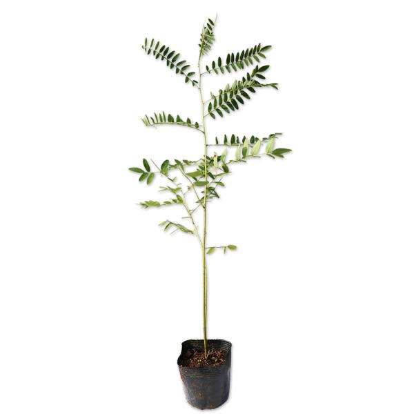 【クララ】(眩草) 読み：くらら 学名：Sophora flavescens マメ科クララ属 多年草 別名：苦参、ウジゴロシ、久良良  【名前の由来】 根をかむとクラクラするほどの苦みがあることから  【商品情報】 クララは1.5mになる多...