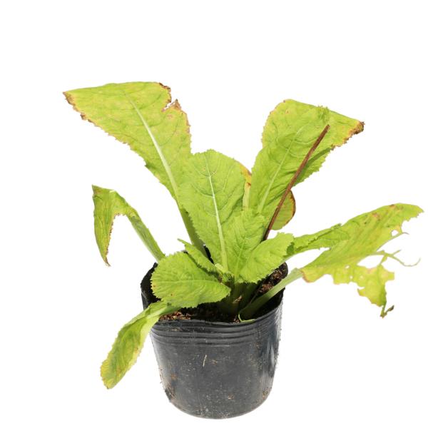 【クリンソウ】(九輪草) 読み：くりんそう 学名：Primula japonica サクラソウ科サクラソウ属 多年草 別名：シチジュウソウ、ナナエソウ  【名前の由来】 花の姿が仏閣の屋根にある「九輪」に似ていることから  【商品情報】 ク...