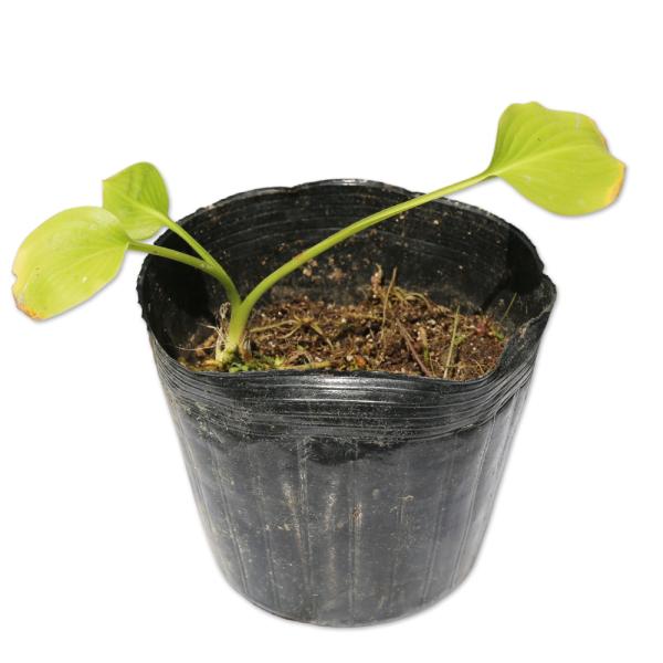 【ギボウシ/タマノカンザシ八重咲】 読み：ぎぼうし/たまのかんざし八重咲 学名：Hosta montana  キジカクシ科ギボウシ属 多年草 【商品情報】ギボウシは山間に自生している、花が美しい品種です。変種が出来やすく数多くの品種がありま...