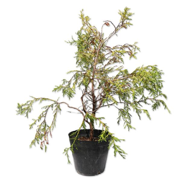 【ゴールデンモップ】 読み：ごーるでんもっぷ 学名：Chamaecyparis pisifera 'Golden Mop' ヒノキ科ヒノキ属 常緑低木  【商品情報】 ゴールデンモップは糸状の垂れ下がる黄金色の葉が特徴です。耐寒性があり、萌...