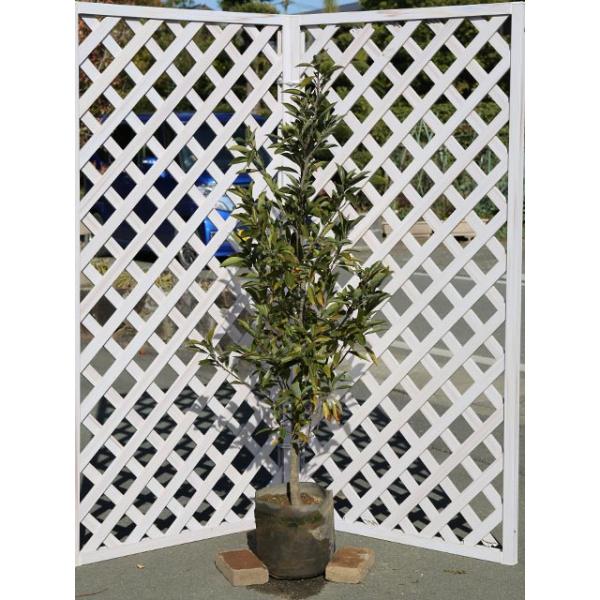 【カゴノキ】(鹿子の木) 学名：Litsea coreana Leveille クスノキ科ハマビワ属 常緑広葉高木 別名：コガノキ、カゴカシ、カノコガ  【名前の由来】 幹の模様が鹿の子供のように見えることから。  【商品情報】カゴノキは1...