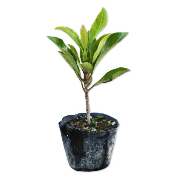【サンゴジュ】 読み：さんごじゅ 学名：Viburnum odoratissimum var. awabuki スイカズラ科ガマズミ属 常緑高木  【商品情報】 サンゴジュは6月頃に白い花を咲かせます。8〜10月頃に小さな赤色の実がつきます...