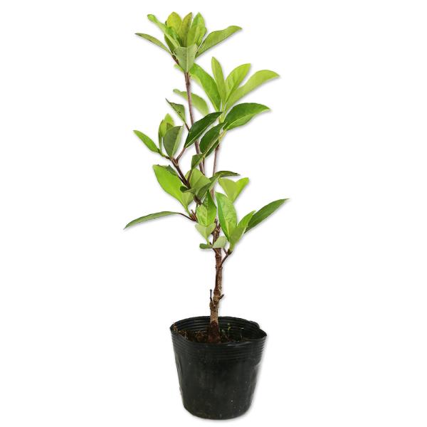 【サンゴジュ】 読み：さんごじゅ 学名：Viburnum odoratissimum var. awabuki スイカズラ科ガマズミ属 常緑高木  【商品情報】 サンゴジュは6月頃に白い花を咲かせます。8〜10月頃に小さな赤色の実がつきます...