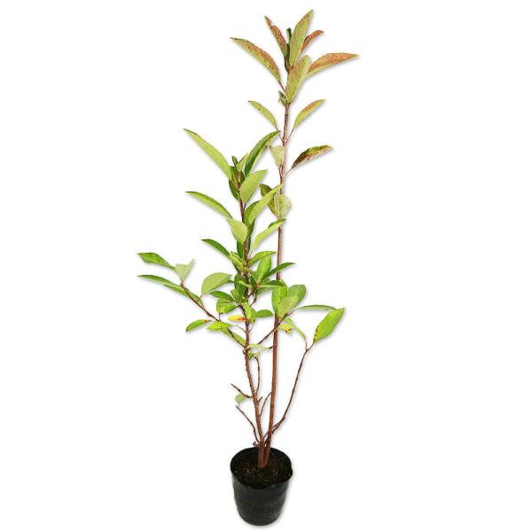 【サンゴジュ】 読み：さんごじゅ 学名：Viburnum odoratissimum var. awabuki スイカズラ科ガマズミ属 常緑高木  【商品情報】 サンゴジュは6月頃に白い花を咲かせます。8〜10月頃に小さな赤色の実がつきます...