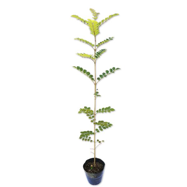 【シマトネリコ】 読み：しまとねりこ 学名：Fraxinus griffithii モクセイ科トネリコ属 半常緑高木  【商品情報】 シマトネリコは枝葉が粗くなり、明るい印象の樹種です。沖縄や中国など暖かい場所が原産です。耐寒性もありますが...
