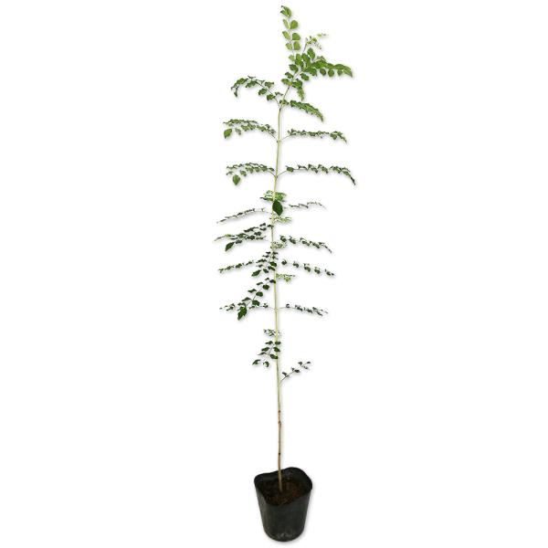 【シマトネリコ】 読み：しまとねりこ 学名：Fraxinus griffithii モクセイ科トネリコ属 半常緑高木  【商品情報】 シマトネリコは枝葉が粗くなり、明るい印象の樹種です。沖縄や中国など暖かい場所が原産です。耐寒性もありますが...