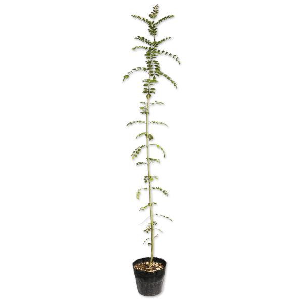 【シマトネリコ】 読み：しまとねりこ 学名：Fraxinus griffithii モクセイ科トネリコ属 半常緑高木  【商品情報】 シマトネリコは枝葉が粗くなり、明るい印象の樹種です。沖縄や中国など暖かい場所が原産です。耐寒性もありますが...