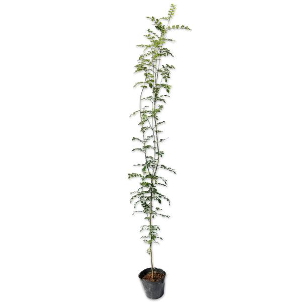 【シマトネリコ】 読み：しまとねりこ 学名：Fraxinus griffithii モクセイ科トネリコ属 半常緑高木  【商品情報】 シマトネリコは枝葉が粗くなり、明るい印象の樹種です。沖縄や中国など暖かい場所が原産です。耐寒性もありますが...