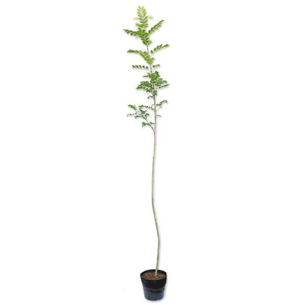 【シマトネリコ】 読み：しまとねりこ 学名：Fraxinus griffithii モクセイ科トネリコ属 半常緑高木  【商品情報】 シマトネリコは枝葉が粗くなり、明るい印象の樹種です。沖縄や中国など暖かい場所が原産です。耐寒性もありますが...