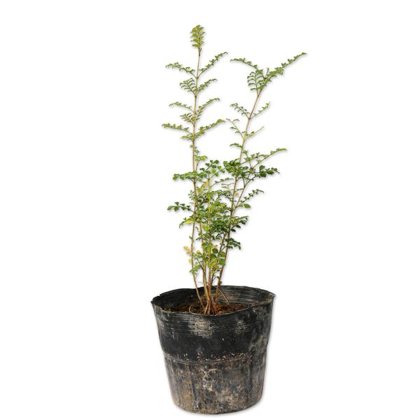 【シマトネリコ】 読み：しまとねりこ 学名：Fraxinus griffithii モクセイ科トネリコ属 半常緑高木  【商品情報】 シマトネリコは枝葉が粗くなり、明るい印象の樹種です。沖縄や中国など暖かい場所が原産です。耐寒性もありますが...