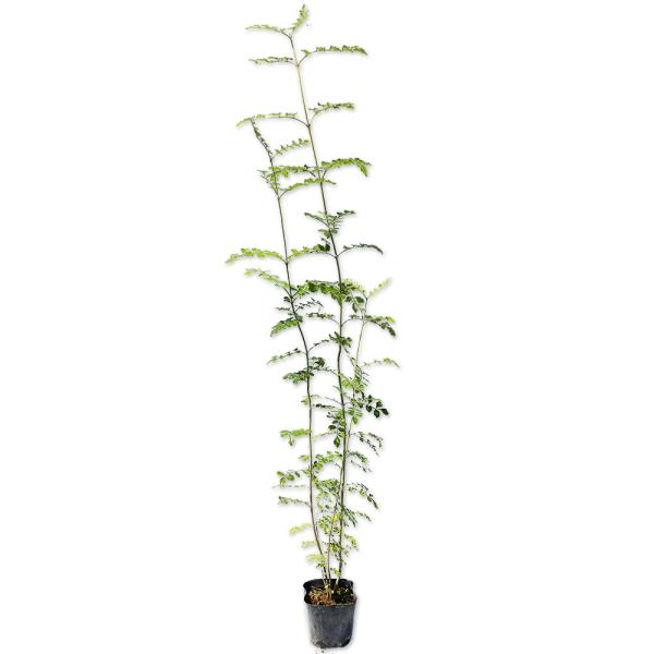 【シマトネリコ】 読み：しまとねりこ 学名：Fraxinus griffithii モクセイ科トネリコ属 半常緑高木  【商品情報】 シマトネリコは枝葉が粗くなり、明るい印象の樹種です。沖縄や中国など暖かい場所が原産です。耐寒性もありますが...