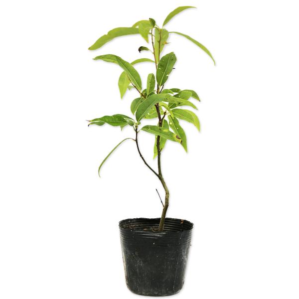 【シラカシ】 読み：しらかし 学名：Quercus myrsinifolia ブナ科コナラ属 常緑高木  【商品情報】 シラカシは綺麗な緑が特徴で生垣によく使われる樹種です。アラカシと比べて樹形が大人しく、葉が細いです。秋になるとかわいい帽...