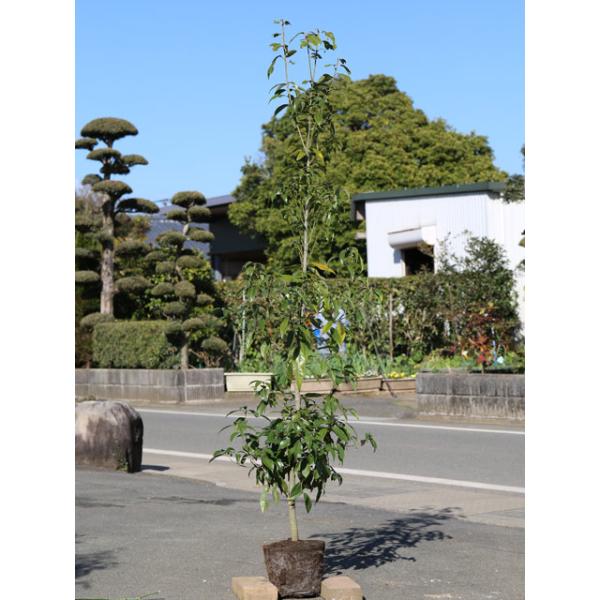 【シラカシ】 読み：しらかし 学名：Quercus myrsinifolia ブナ科コナラ属 常緑高木  【商品情報】 シラカシは綺麗な緑が特徴で生垣によく使われる樹種です。アラカシと比べて樹形が大人しく、葉が細いです。秋になるとかわいい帽...
