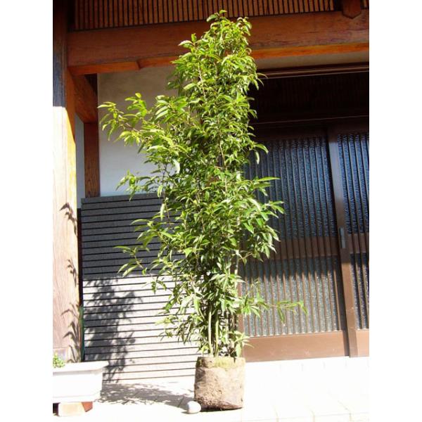 【シラカシ】 読み：しらかし 学名：Quercus myrsinifolia ブナ科コナラ属 常緑高木  【商品情報】 シラカシは綺麗な緑が特徴で生垣によく使われる樹種です。アラカシと比べて樹形が大人しく、葉が細いです。秋になるとかわいい帽...