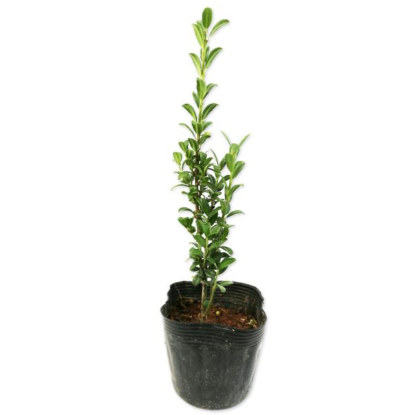 【スカイペンシル】 読み：すかいぺんしる 学名：Ilex crenata 'SkyPencil'  モチノキ科モチノキ属 常緑低木  【商品情報】 スカイペンシルはモチノキ科のイヌツゲの仲間です。枝がすべて上を向いて伸びますので樹形が引き締...