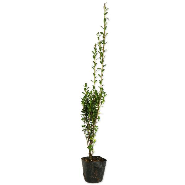 【スカイペンシル】 読み：すかいぺんしる 学名：Ilex crenata 'SkyPencil'  モチノキ科モチノキ属 常緑低木  【商品情報】 スカイペンシルはモチノキ科のイヌツゲの仲間です。枝がすべて上を向いて伸びますので樹形が引き締...