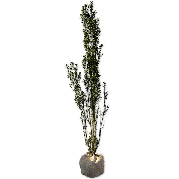 【スカイペンシル】 読み：すかいぺんしる 学名：Ilex crenata 'SkyPencil'  モチノキ科モチノキ属 常緑低木  【商品情報】 スカイペンシルはモチノキ科のイヌツゲの仲間です。枝がすべて上を向いて伸びますので樹形が引き締...