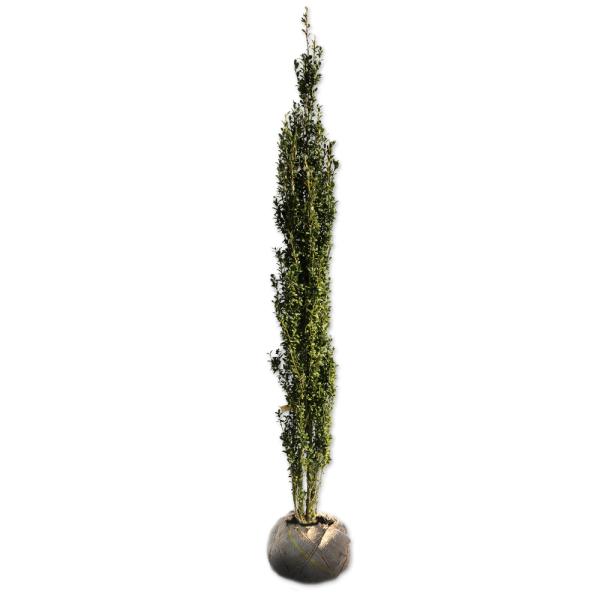 【スカイペンシル】 読み：すかいぺんしる 学名：Ilex crenata 'SkyPencil'  モチノキ科モチノキ属 常緑低木  【商品情報】 スカイペンシルはモチノキ科のイヌツゲの仲間です。枝がすべて上を向いて伸びますので樹形が引き締...