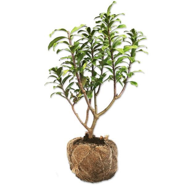 【沈丁花　白花】（ジンチョウゲ） 読み：じんちょうげしろばな 学名：Daphne odora Thunb  ジンチョウゲ科ジンチョウゲ属 常緑低木  【商品情報】 ジンチョウゲは3〜4月、枝先に10〜20個の外面がピンクで内側が白色の綺麗な...