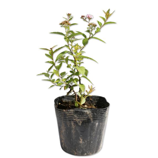 【シモツケ】 読み：しもつけ 学名：Spiraea Japonica バラ科シモツケ属 落葉低木  【商品情報】 シモツケは1ｍ程度になる落葉低木です。花が美しい品種で、初夏に小さな花が集まった集合花を咲かせます。オシベが細く柔らかい印象で...