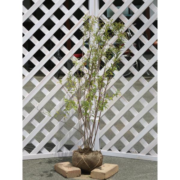 【シモツケ】 読み：しもつけ 学名：Spiraea Japonica バラ科シモツケ属 落葉低木  【商品情報】 シモツケは1ｍ程度になる落葉低木です。花が美しい品種で、初夏に小さな花が集まった集合花を咲かせます。オシベが細く柔らかい印象で...