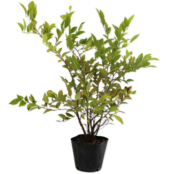 【シャシャンボ】（小小坊） 読み：しゃしゃんぼ 学名：Vaccinium bracteatum ツツジ科スノキ属 常緑高木  【商品情報】 シャシャンボは8ｍ程度になる常緑中高木です。全国に自生しています。ブルーベリーの仲間で常緑品種です。...