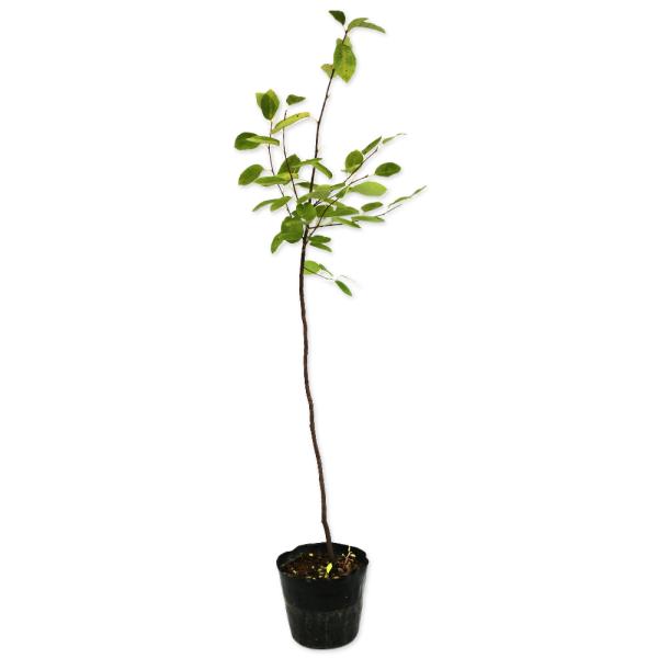 【ジューンベリー】（アメリカザイフリボク） 読み：じゅーんべりー 学名：Amelanchier canadensis  バラ科ザイフリボク属 落葉高木  【商品情報】 ジューンベリーは落葉低木です。3ｍ前後まで成長します。春には純白の小さな...