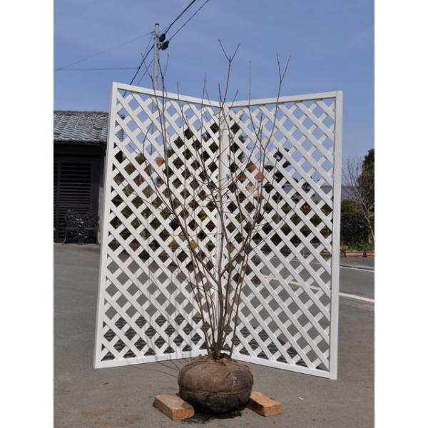 【ジューンベリー】（アメリカザイフリボク） 読み：じゅーんべりー 学名：Amelanchier canadensis  バラ科ザイフリボク属 落葉高木  【商品情報】 ジューンベリーは落葉低木です。3ｍ前後まで成長します。春には純白の小さな...