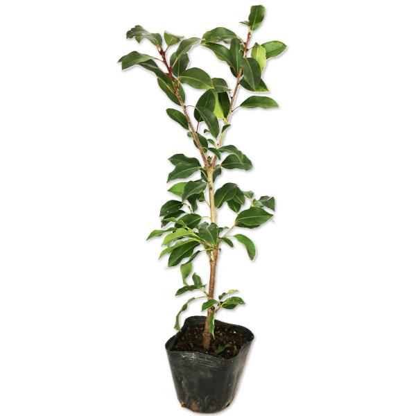 【ソヨゴ】（冬青） 読み：そよご 学名：Ilex pedunculosa モチノキ科モチノキ属 常緑高木 別名：フクラシバ、フクラシ、ソヨギ  【名前の由来】 葉が風にそよぎ「ソヨソヨ」と音をたてることから。  【商品情報】 ソヨゴはあまり...