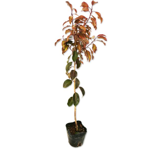 【ソヨゴ】（冬青） 読み：そよご 学名：Ilex pedunculosa モチノキ科モチノキ属 常緑高木 別名：フクラシバ、フクラシ、ソヨギ  【名前の由来】 葉が風にそよぎ「ソヨソヨ」と音をたてることから。  【商品情報】 ソヨゴはあまり...