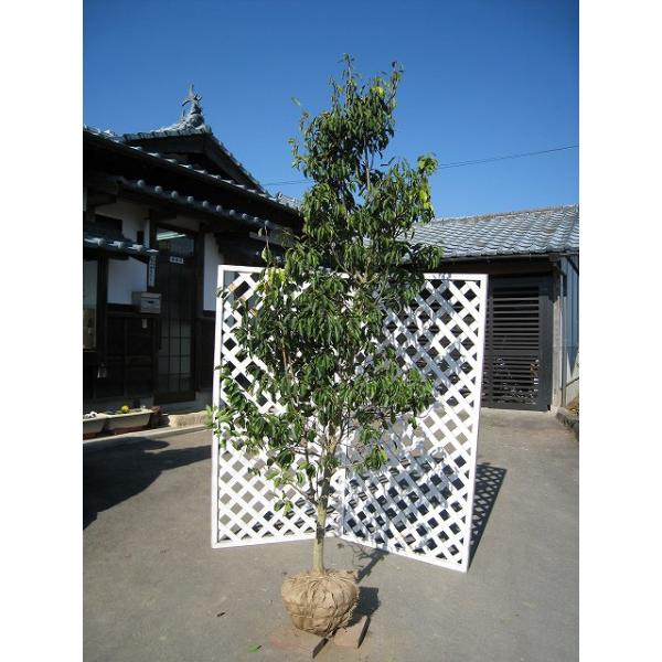 【ソヨゴ】（冬青） 読み：そよご 学名：Ilex pedunculosa モチノキ科モチノキ属 常緑高木 別名：フクラシバ、フクラシ、ソヨギ  【名前の由来】 葉が風にそよぎ「ソヨソヨ」と音をたてることから。  【商品情報】 ソヨゴはあまり...