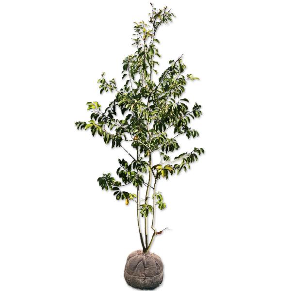 【ソヨゴ】（冬青） 読み：そよご 学名：Ilex pedunculosa モチノキ科モチノキ属 常緑高木 別名：フクラシバ、フクラシ、ソヨギ  【名前の由来】 葉が風にそよぎ「ソヨソヨ」と音をたてることから。  【商品情報】 ソヨゴはあまり...