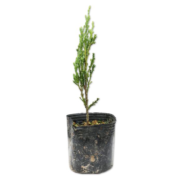 【スカイロケット】 読み：すかいろけっと 学名：Juniperus scopulorum 'Skyrocket' ヒノキ科ビャクシン属 常緑高木  【商品情報】 スカイロケットは名前の通り細く縦長い樹形が魅力です。スペースが無いところでも大...