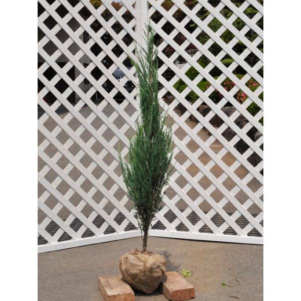 【スカイロケット】 読み：すかいろけっと 学名：Juniperus scopulorum 'Skyrocket' ヒノキ科ビャクシン属 常緑高木  【商品情報】 スカイロケットは名前の通り細く縦長い樹形が魅力です。スペースが無いところでも大...