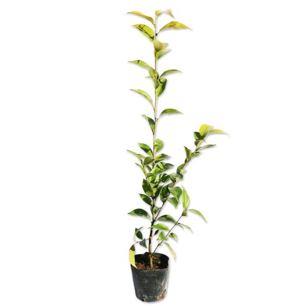 【スダジイ】 読み：すだじい 学名：Castanopsis sieboldii ブナ科シイ属 常緑高木  【商品情報】 スダジイは単にシイと言われます。よく緑化木や公園木、庭木に使われます。幹が硬く対潮性もあり、丈夫です。葉の裏は金属のよう...