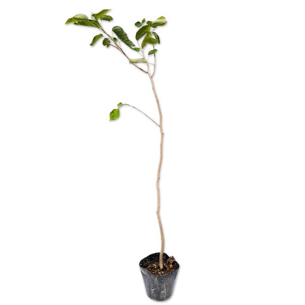 【シラキ】 読み：しらき 学名：Sapium japonicum トウダイグサ科シラキ属 落葉高木  【商品情報】 シラキは雑木として人気があります。自然樹形で形が定まらい独特の雰囲気があります。幹はすべすべした白乳色です。葉は緑色です。5...