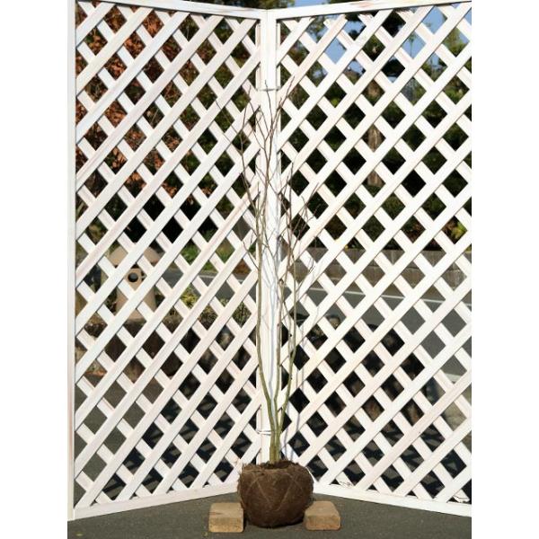 【シラキ】 読み：しらき 学名：Sapium japonicum トウダイグサ科シラキ属 落葉高木  【商品情報】 シラキは雑木として人気があります。自然樹形で形が定まらい独特の雰囲気があります。幹はすべすべした白乳色です。葉は緑色です。5...