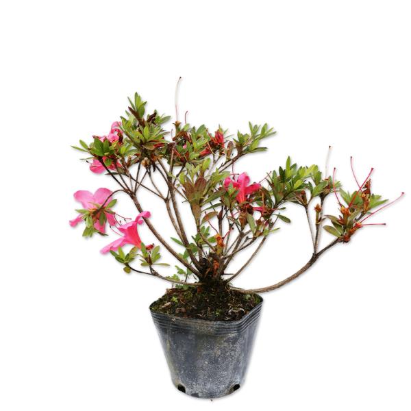 【サツキ】 読み：さつき 学名：Rhododendron indicum ツツジ科ツツジ属 常緑低木  【商品情報】 サツキとは和名サツキツツジの略です。沢山の園芸品種が作られていて、花が美しいツツジ科の低木をサツキといいます。今までで記録...