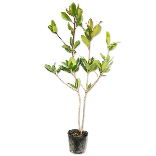 【シャリンバイ】 読み：しゃりんばい 学名：Rhaphiolepis indica var. umbellata バラ科シャリンバイ属 常緑高木  【商品情報】 シャリンバイは車輪上に枝を出すことからこの名前が付きました。4〜5月に梅に似た...