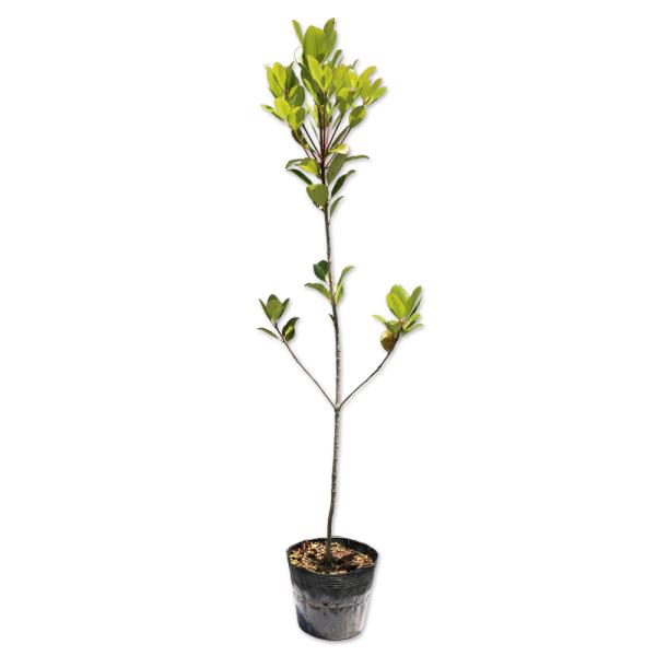 【シャリンバイ】 読み：しゃりんばい 学名：Rhaphiolepis indica var. umbellata バラ科シャリンバイ属 常緑高木  【商品情報】 シャリンバイは車輪上に枝を出すことからこの名前が付きました。4〜5月に梅に似た...