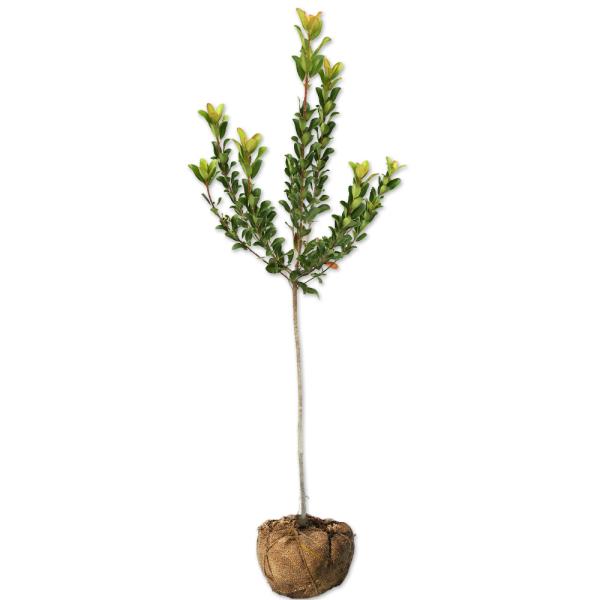 【シャリンバイ】 読み：しゃりんばい 学名：Rhaphiolepis indica var. umbellata バラ科シャリンバイ属 常緑高木  【商品情報】 シャリンバイは車輪上に枝を出すことからこの名前が付きました。4〜5月に梅に似た...