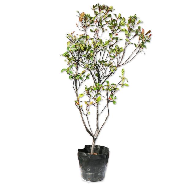 【ヒメシャリンバイ】 読み：ひめしゃりんばい 学名：Raphiolepis indica var. umbellata f. minor バラ科シャリンバイ属 常緑高木  【商品情報】 シャリンバイは車輪上に枝を出すことからこの名前が付きま...