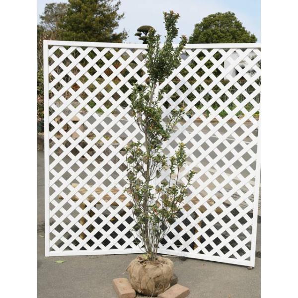 【ヒメシャリンバイ】 読み：ひめしゃりんばい 学名：Raphiolepis indica var. umbellata f. minor バラ科シャリンバイ属 常緑高木  【商品情報】 シャリンバイは車輪上に枝を出すことからこの名前が付きま...